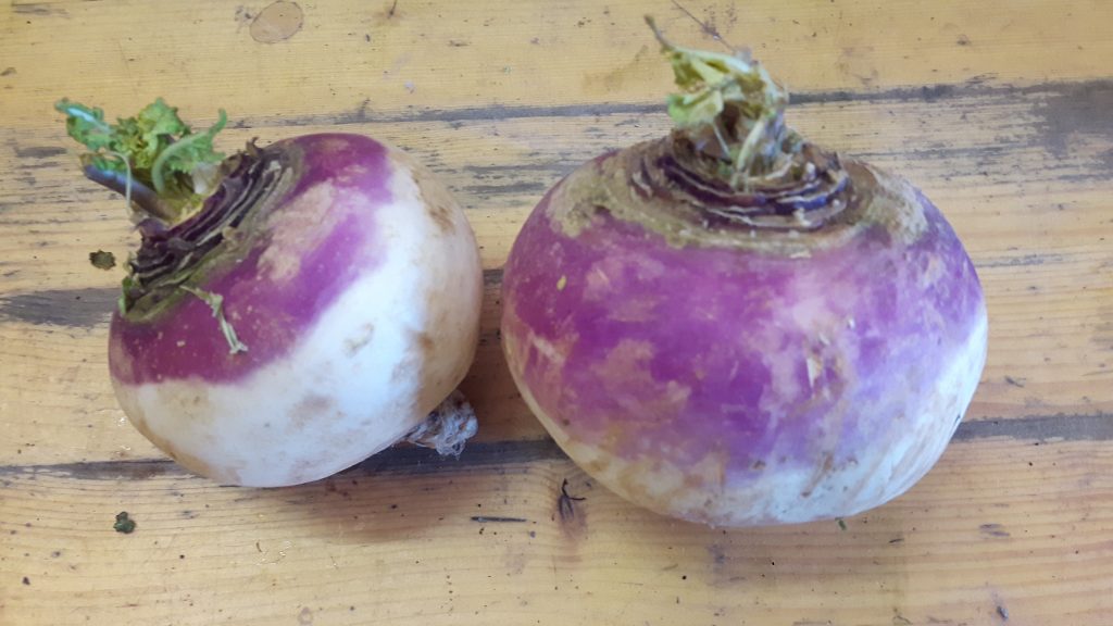 Meiraap – knolraap of gewoon raap · Goede voeding op alle fronten