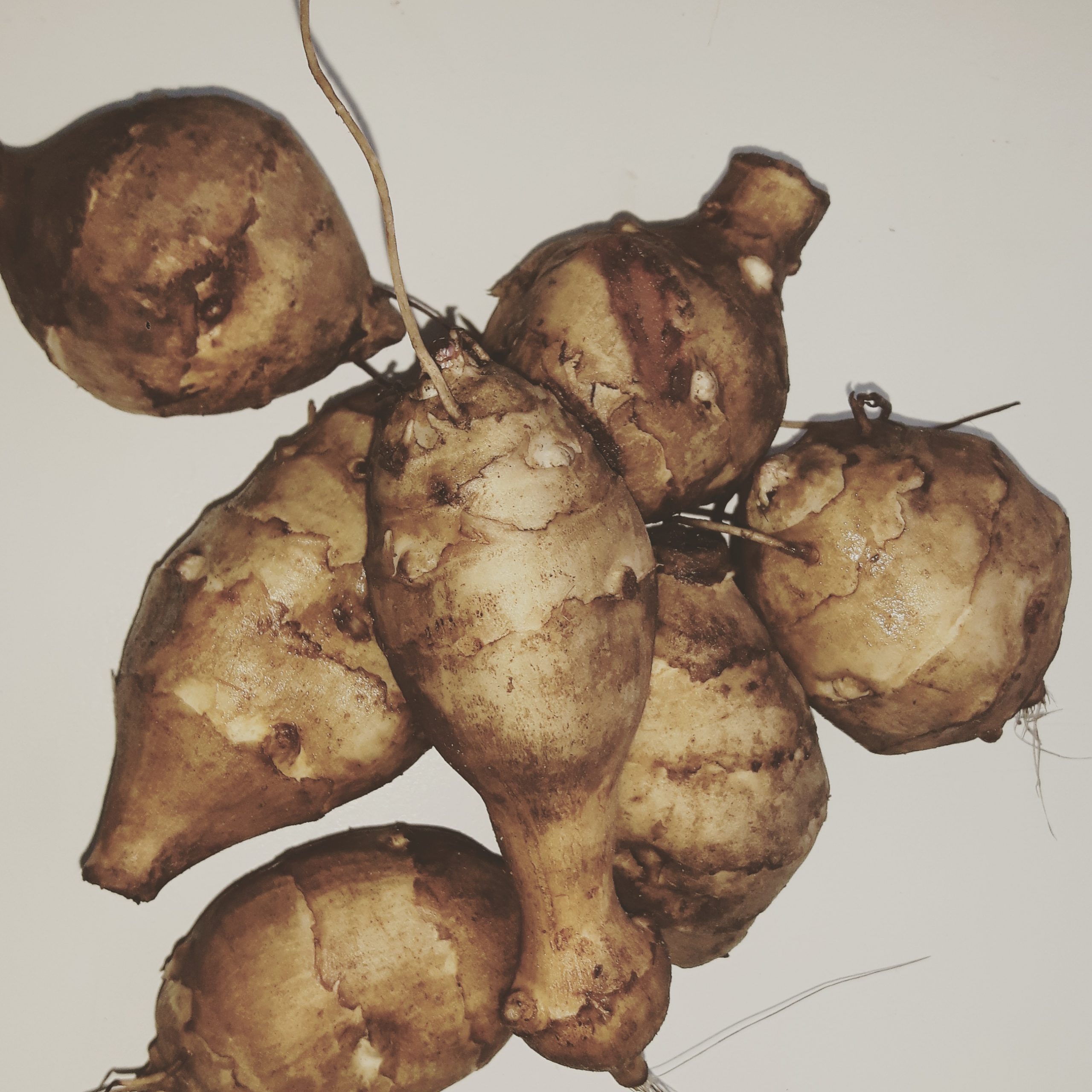 Aardpeer · Goede voeding op alle fronten